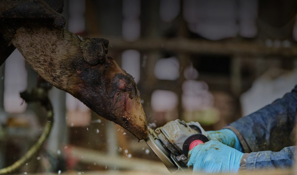 Hoof Trimming Crushes/Chutes Archives - Victorian Hoof Care Services